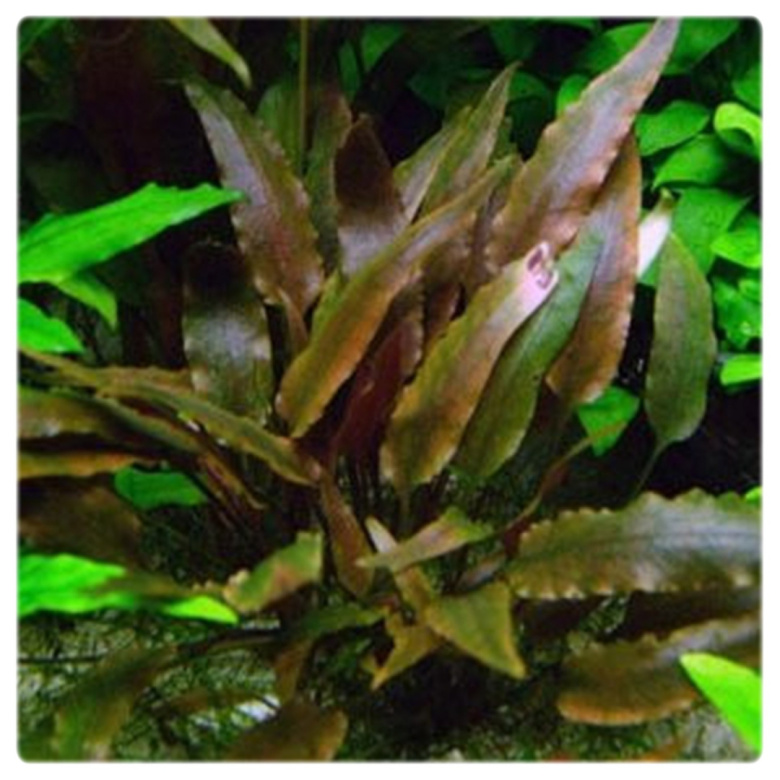 Cryptocoryne Walkeri (Zwartka) koszyk Sklep Akwarystyczny.EU